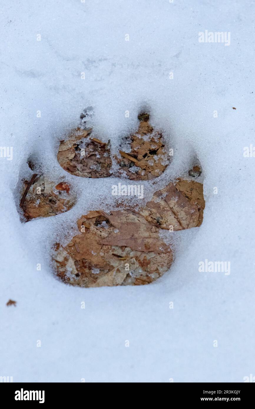 Real Wolf Paw Print In Snow