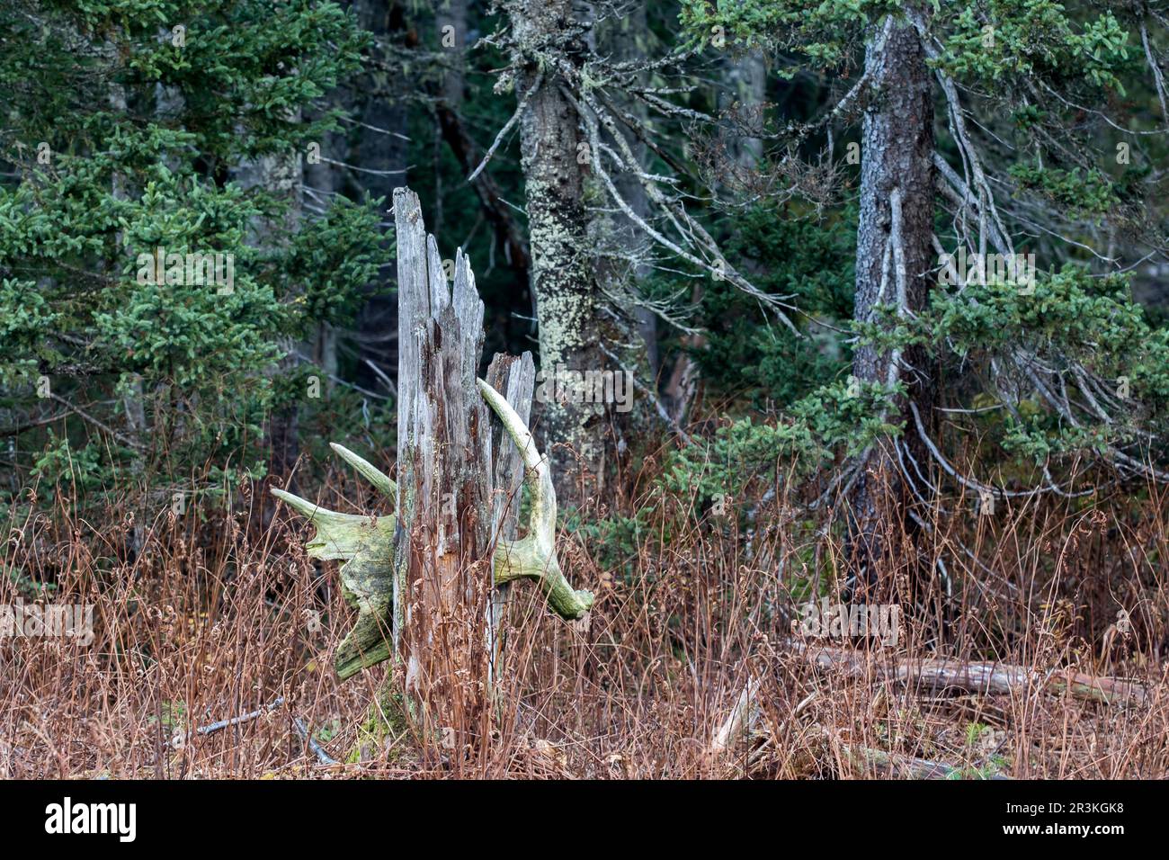 Antlers of a male Eastern moose (Alces americanus) stuck in an old ...