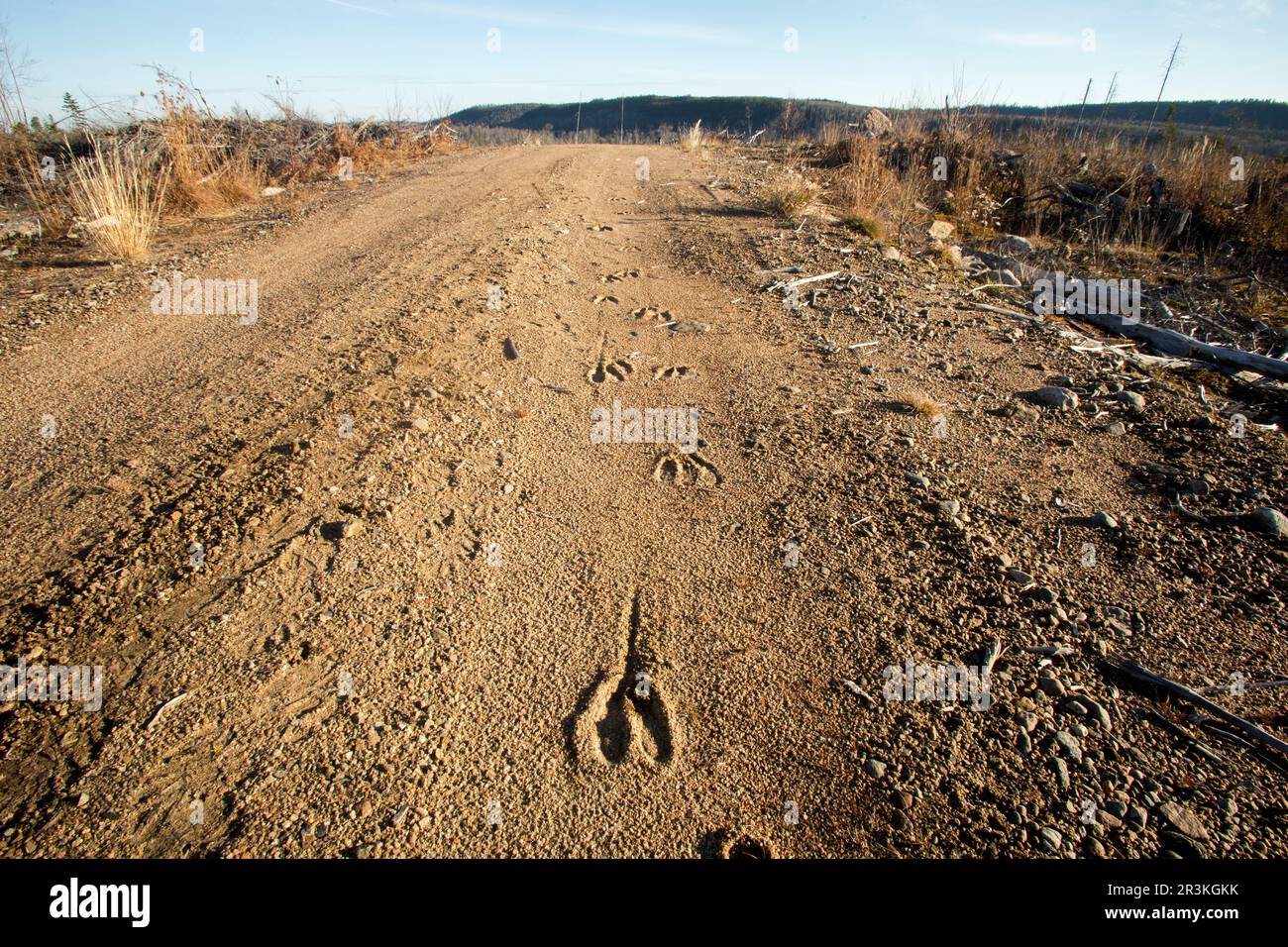 Siberian elk alces americanus hi-res stock photography and images - Alamy