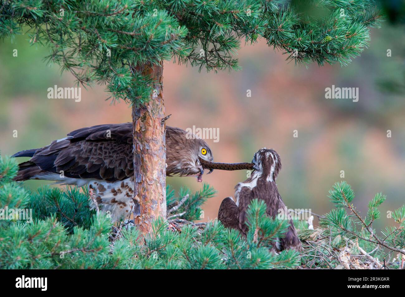 Short-toed Snake Eagle (Circaetus gallicus) feeding its chick with a ...