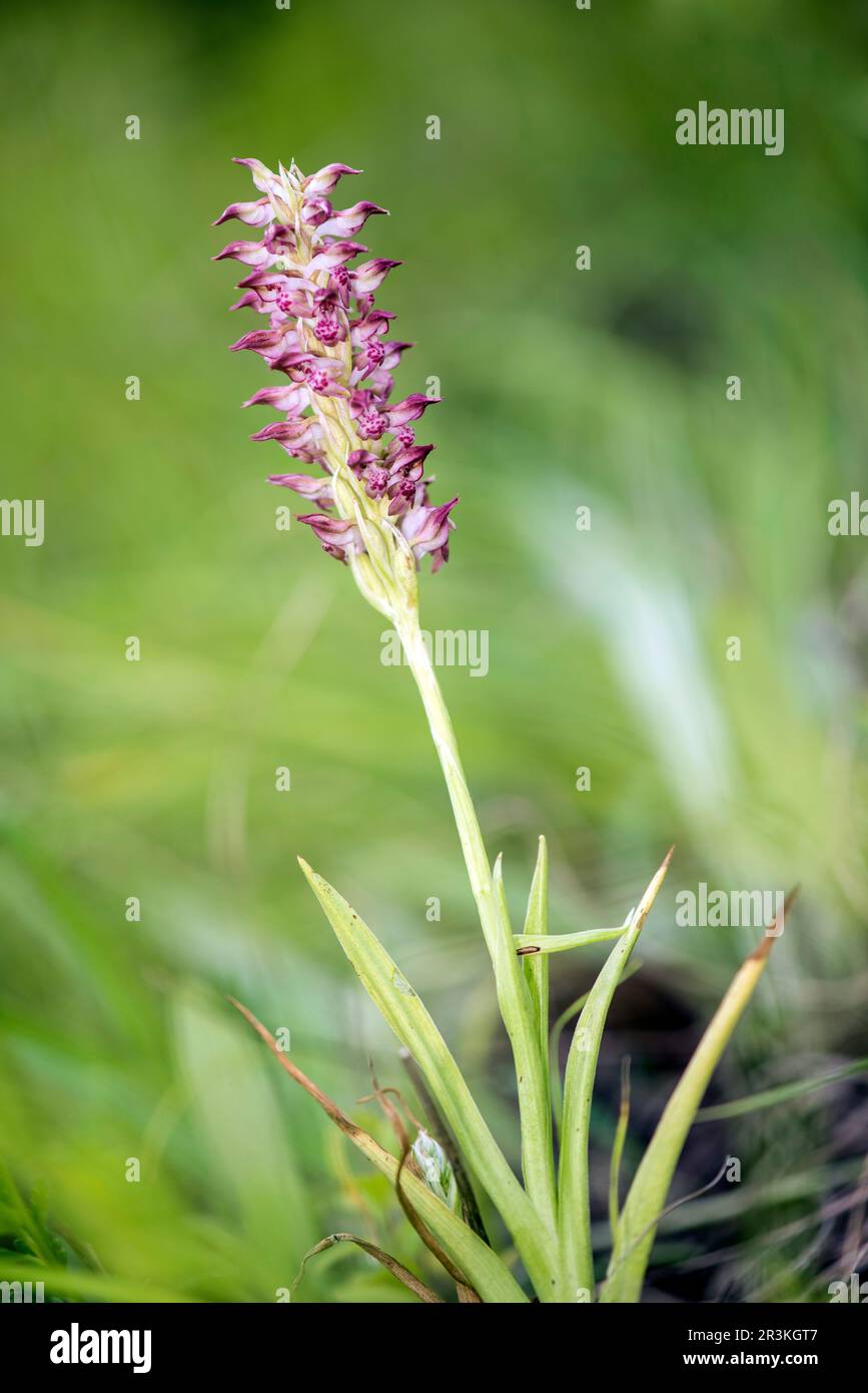 Bug orchid (Anacamptis coriophora subsp. fragrans) growing in the ...