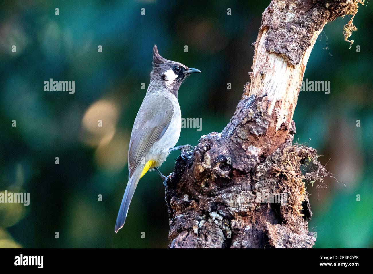 White-cheeked Bulbul (Pycnonotus leucogenys) on a trunk, Sattal ...