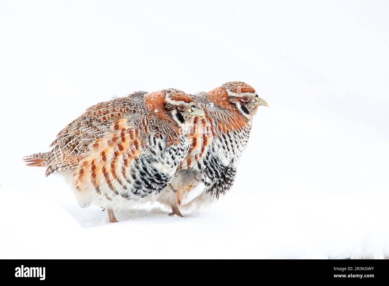 Tibetan partridge (Perdix hodgsoniae) two individuals in the snow ...