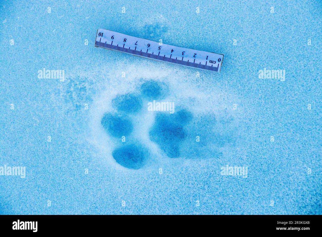 Himalayan lynx (Lynx lynx isabellinus) tracks in the snow, Himalaya ...