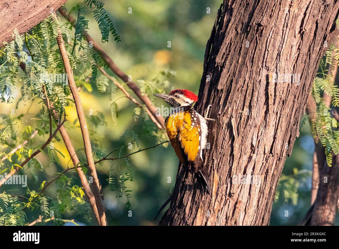 Black-rumped flameback (Dinopium benghalense) on trunk, Delhi, India ...