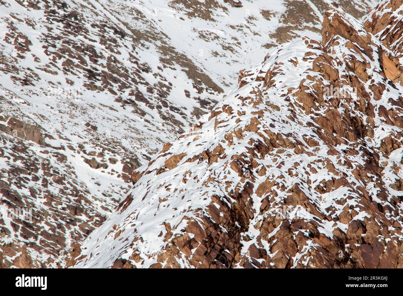 Snow leopard (Panthera uncia) camouflaged in its snow habitat, Himalaya ...