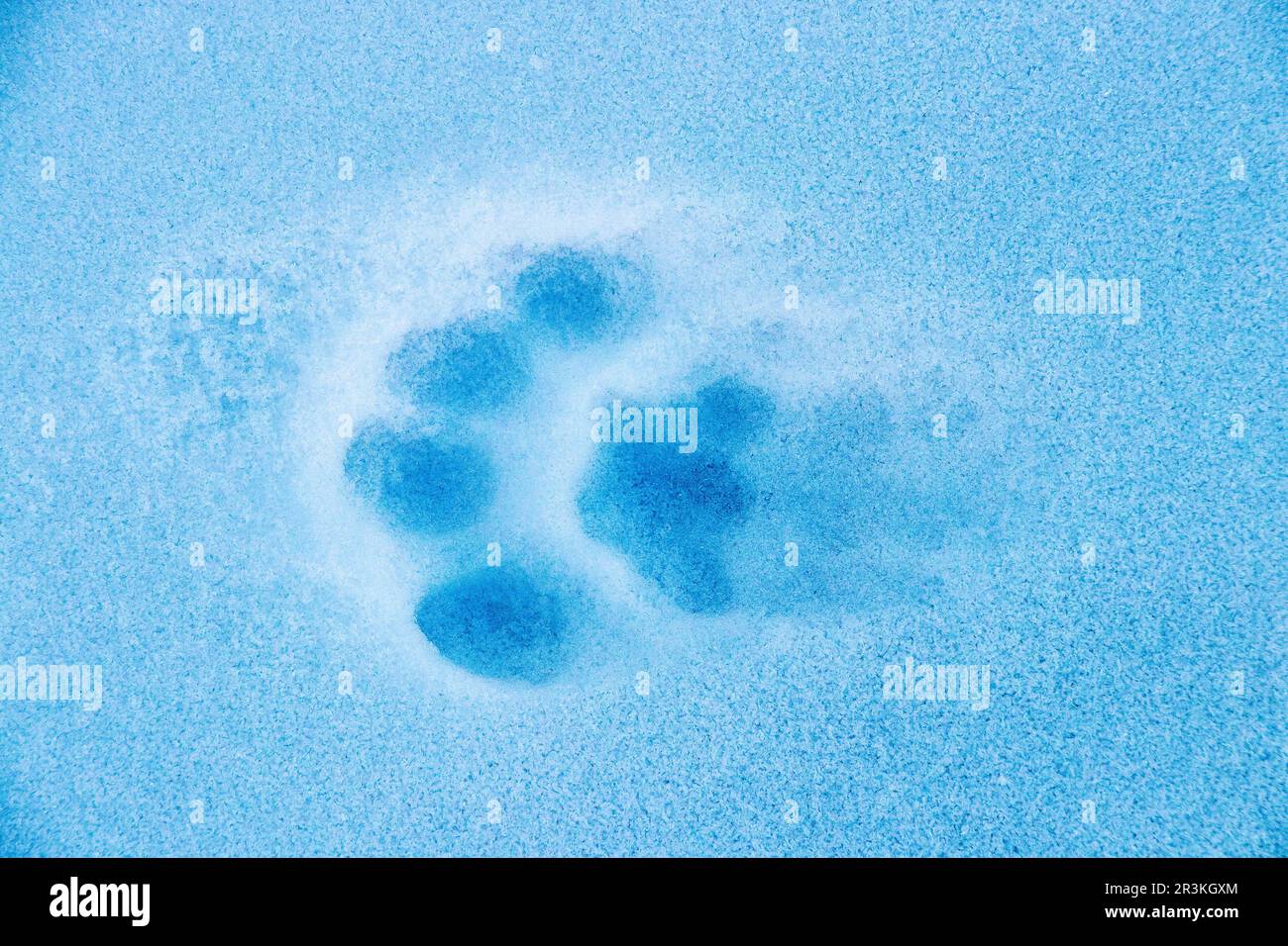 Himalayan lynx (Lynx lynx isabellinus) tracks in the snow, Himalaya ...