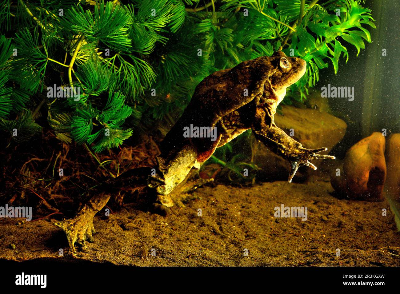 Titicaca Water Frog (Telmatobius culeus), Lake Titicaca (3810 m ...