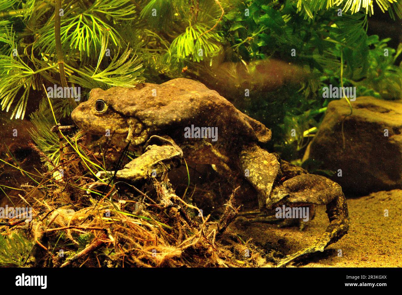 Titicaca Water Frog (Telmatobius culeus), Lake Titicaca (3810 m ...