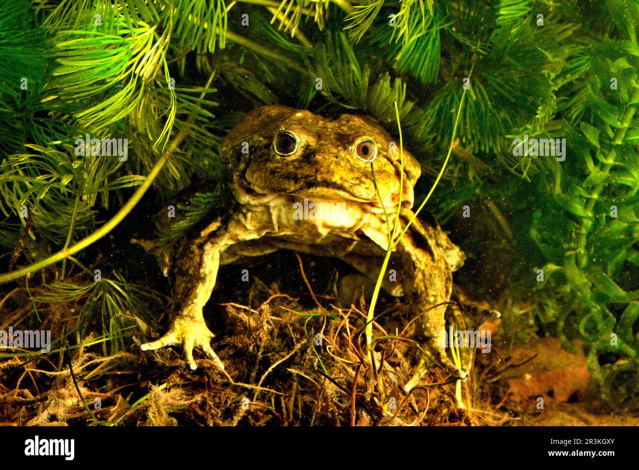 Titicaca Water Frog (Telmatobius culeus), Lake Titicaca (3810 m ...