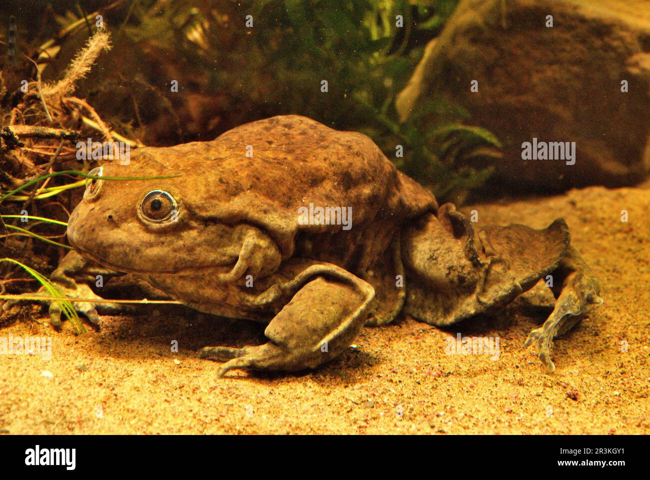 Titicaca Water Frog (Telmatobius culeus), Lake Titicaca (3810 m ...