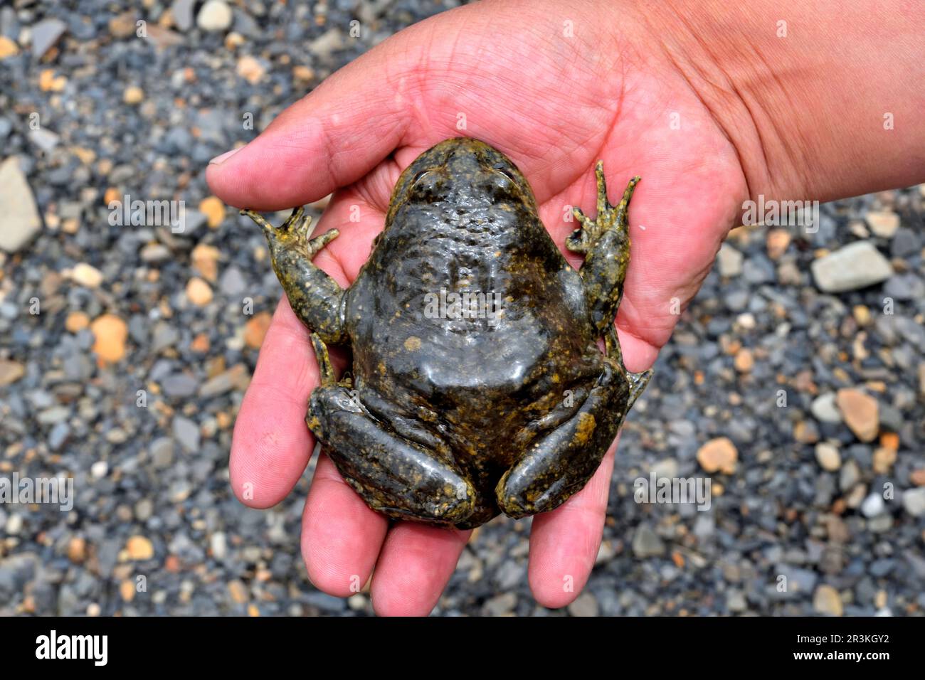 Lake Titicaca Frog Titicaca Water Frog (Telmatobius Culeus) Close Up,