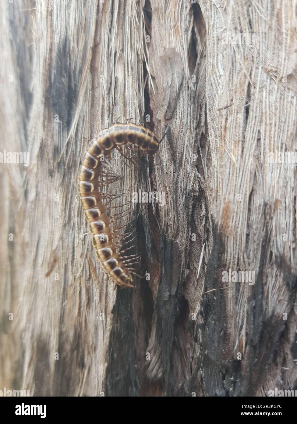 Rare millipede hi-res stock photography and images - Alamy