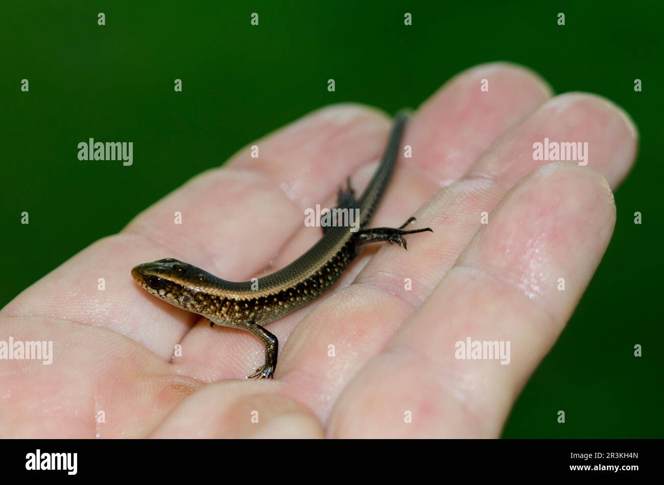Many-lined Sun Skink (Eutropis multifasciata) on model-released hand ...