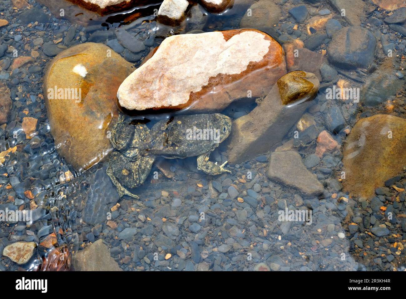 Titicaca Water Frog (Telmatobius culeus), Lake Titicaca (3810 m ...
