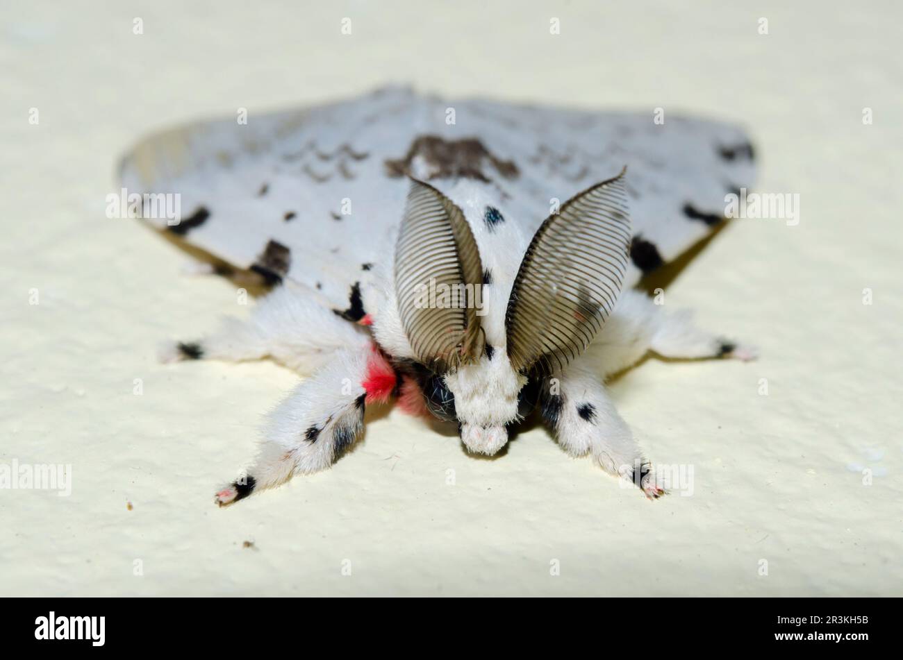 Male Tussock Moth (Lymantria marginalis) with large antennae, Klungkung ...