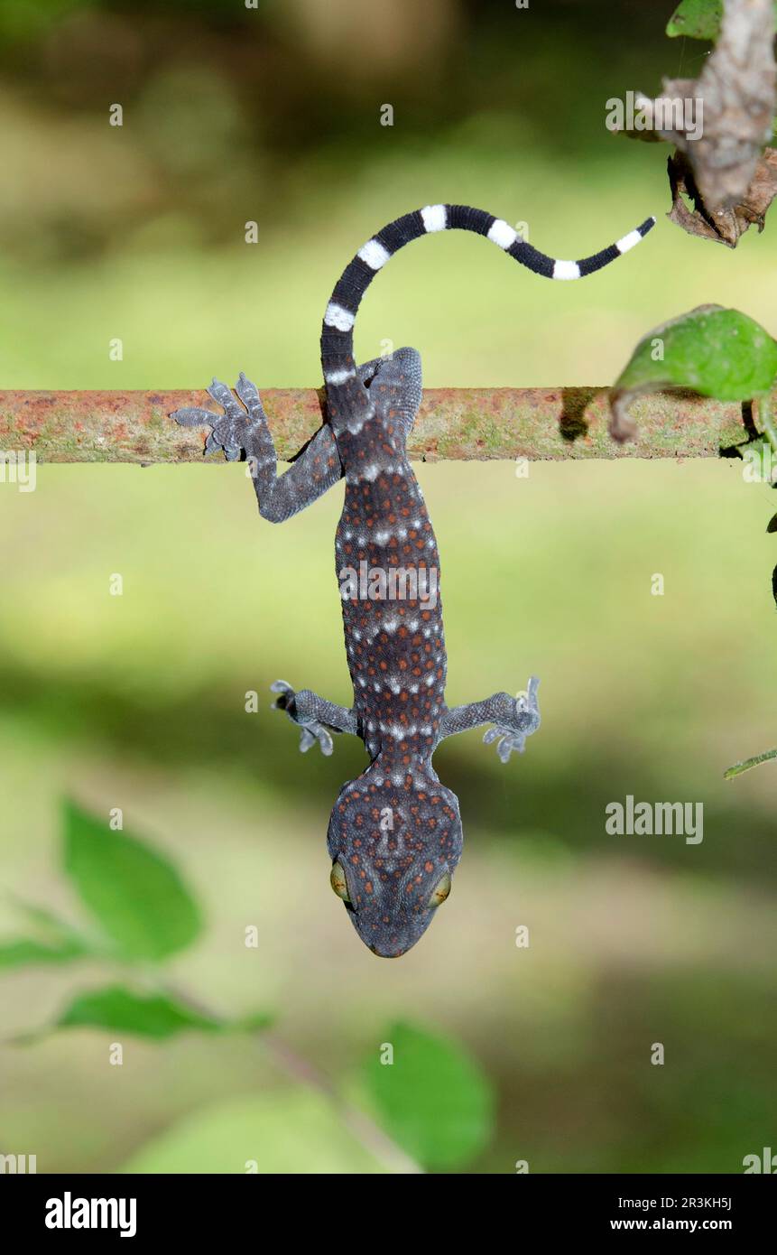Tokay Gecko (Gekko gecko) hanging on bar, Klungkung, Bali, Indonesia ...