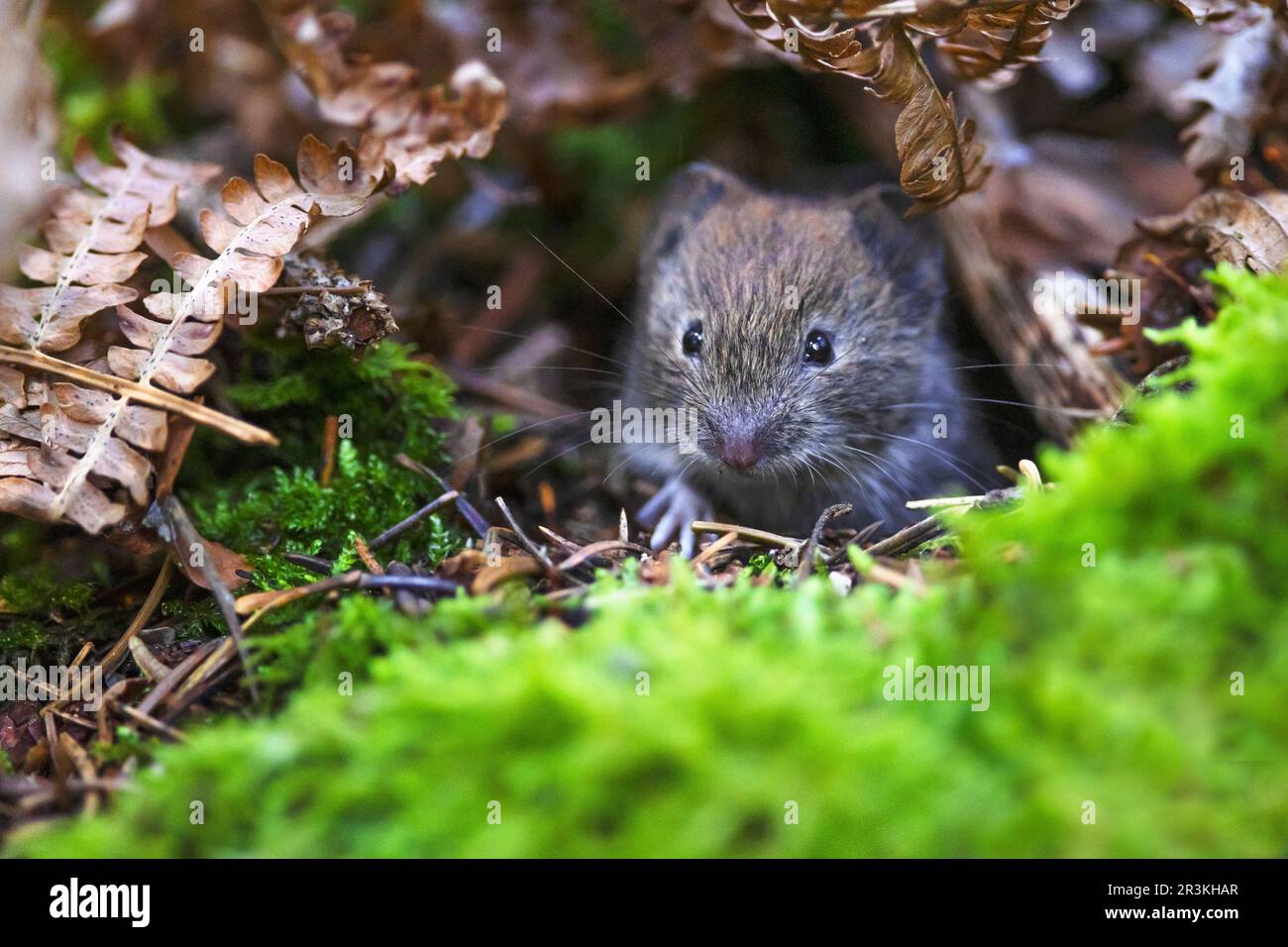 Bank vole (Myodes glareolus) at the entrance to its burrow, Auvergne ...