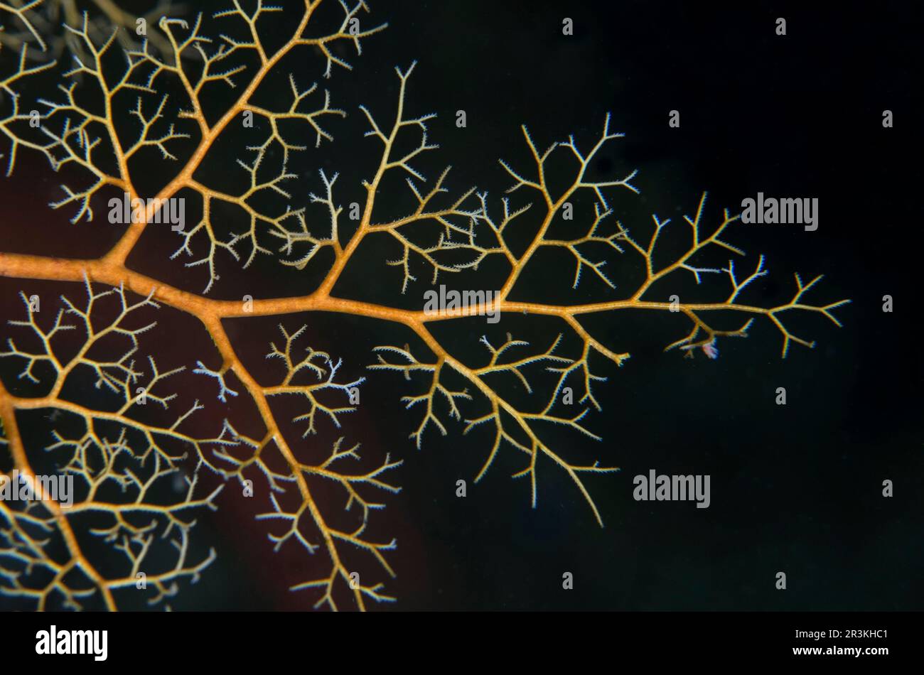 Giant Basket Star (Astroboa nuda) branch, night dive, Pyramids dive ...