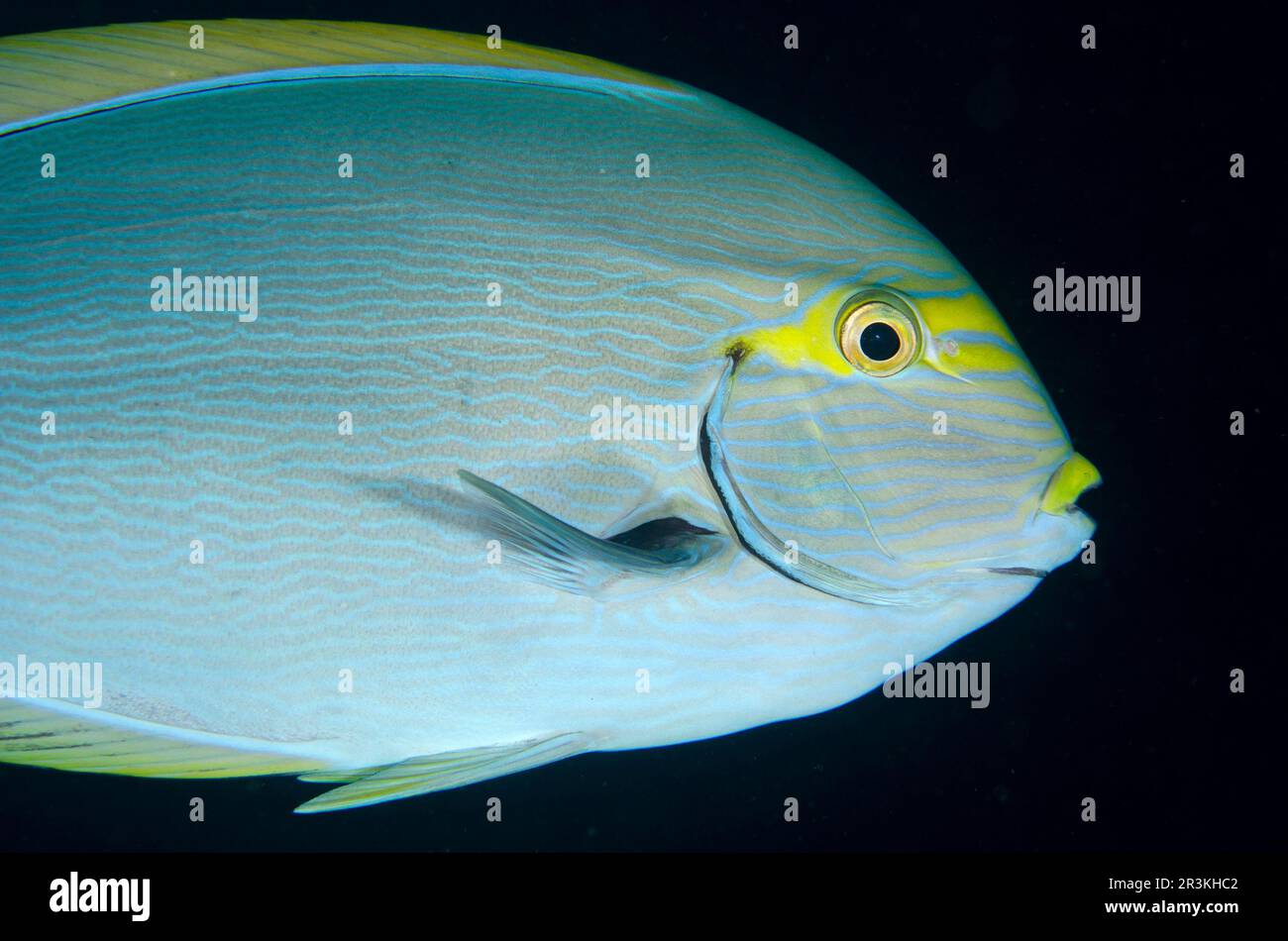 Yellowmask Surgeon (Acanthurus mata), USAT Liberty Wreck dive site ...