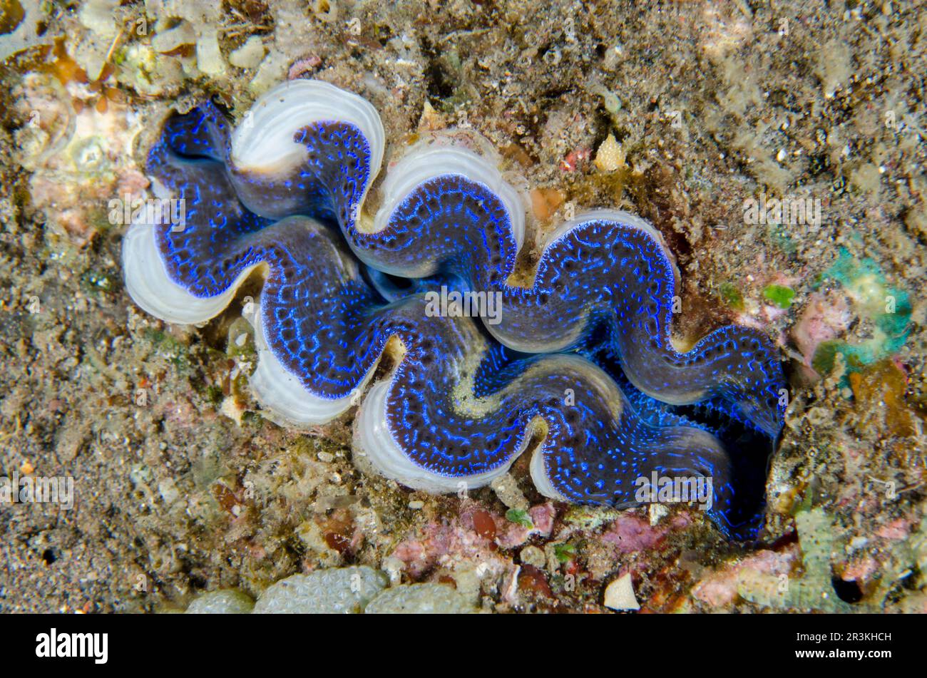 Boring Giant Clam (Tridacna crocea), Pyramids dive site, Amed ...