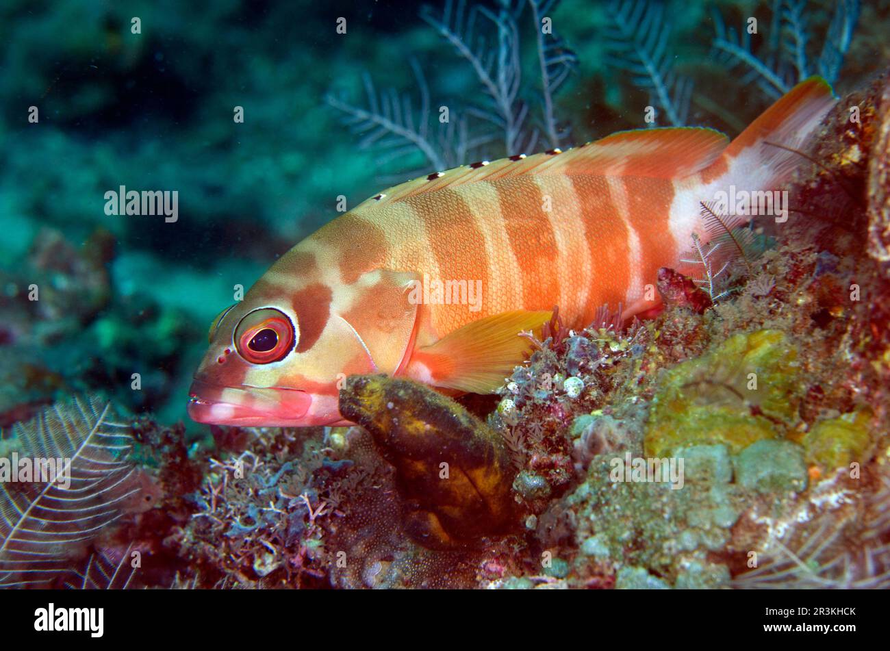 Blacktip Grouper (Epinephelus fasciatus), I Love Amed dive site, Amed ...