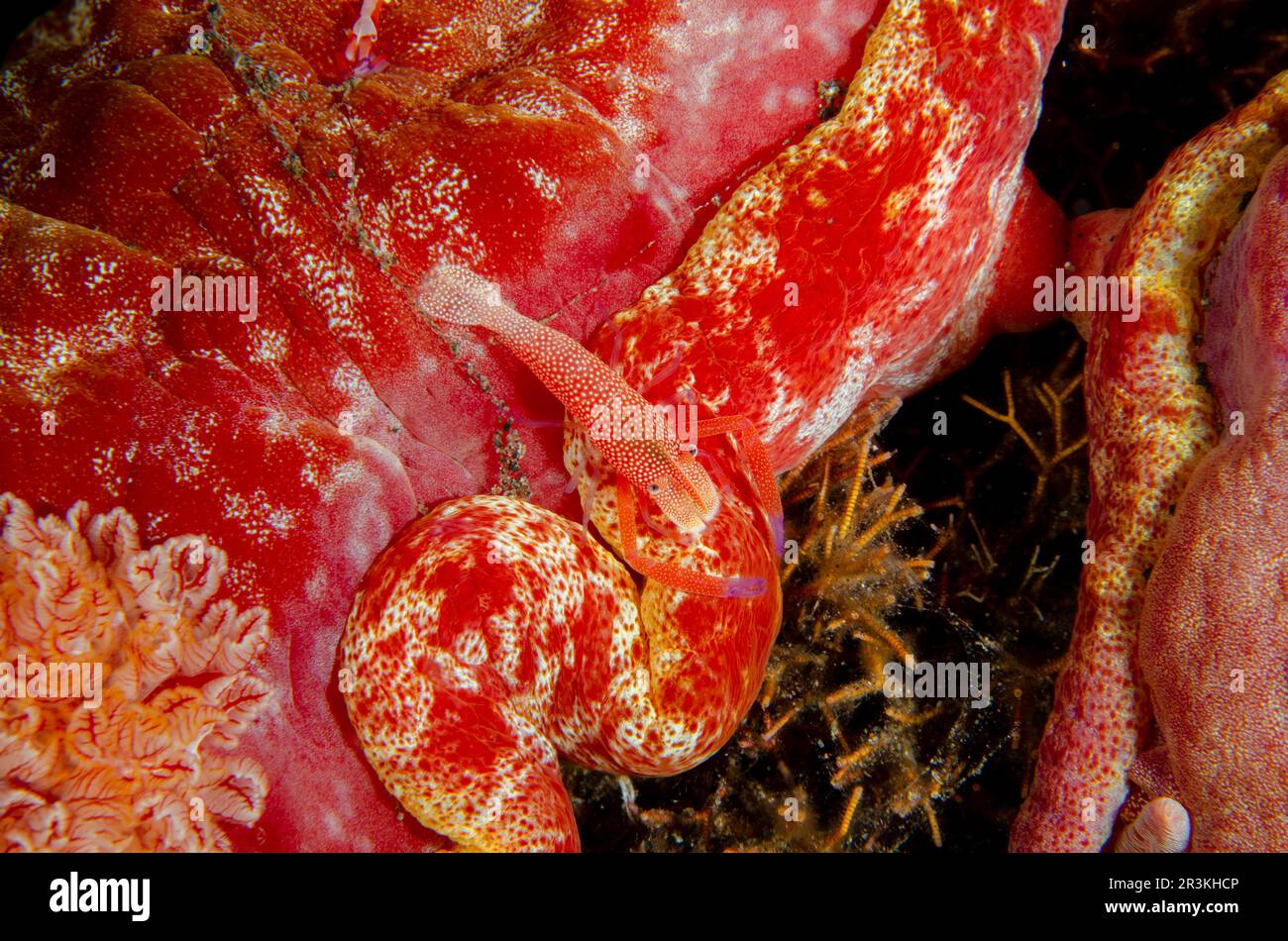Mating Spanish Dancers (Hexabranchus sanguineus) with Emperor Shrimp ...