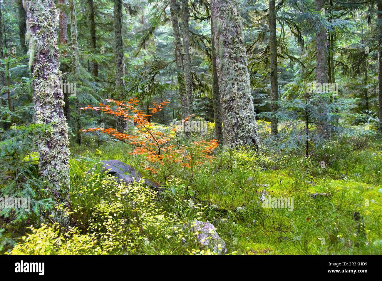 Silver fir (Abies alba) lichen-covered trunks, bearded Usnea (Usnea ...