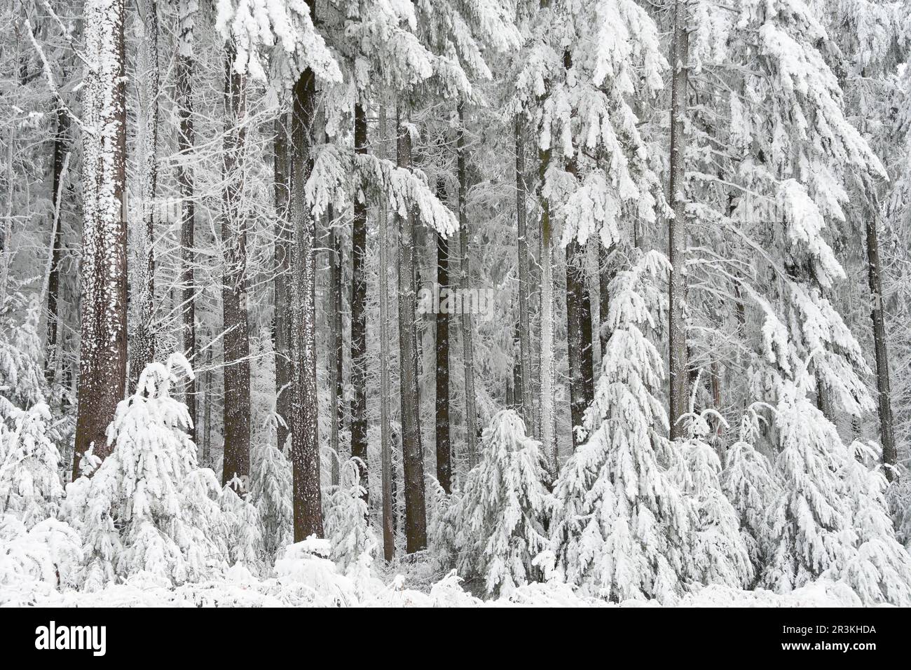 Winter forest in the Foret des Colettes, Allier, France Stock Photo - Alamy