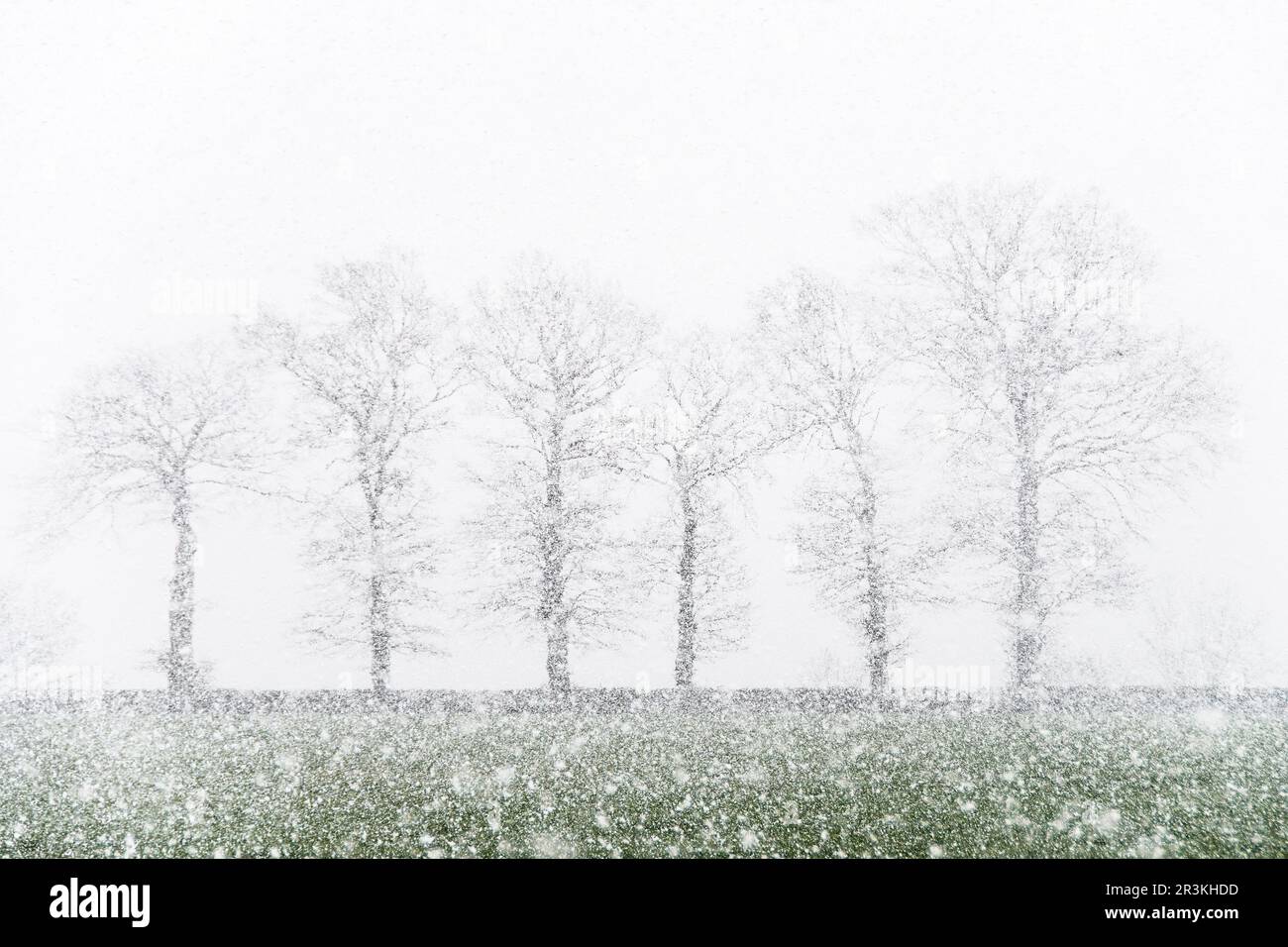 Six oak trees in an early spring snowstorm, Allier, France Stock Photo ...