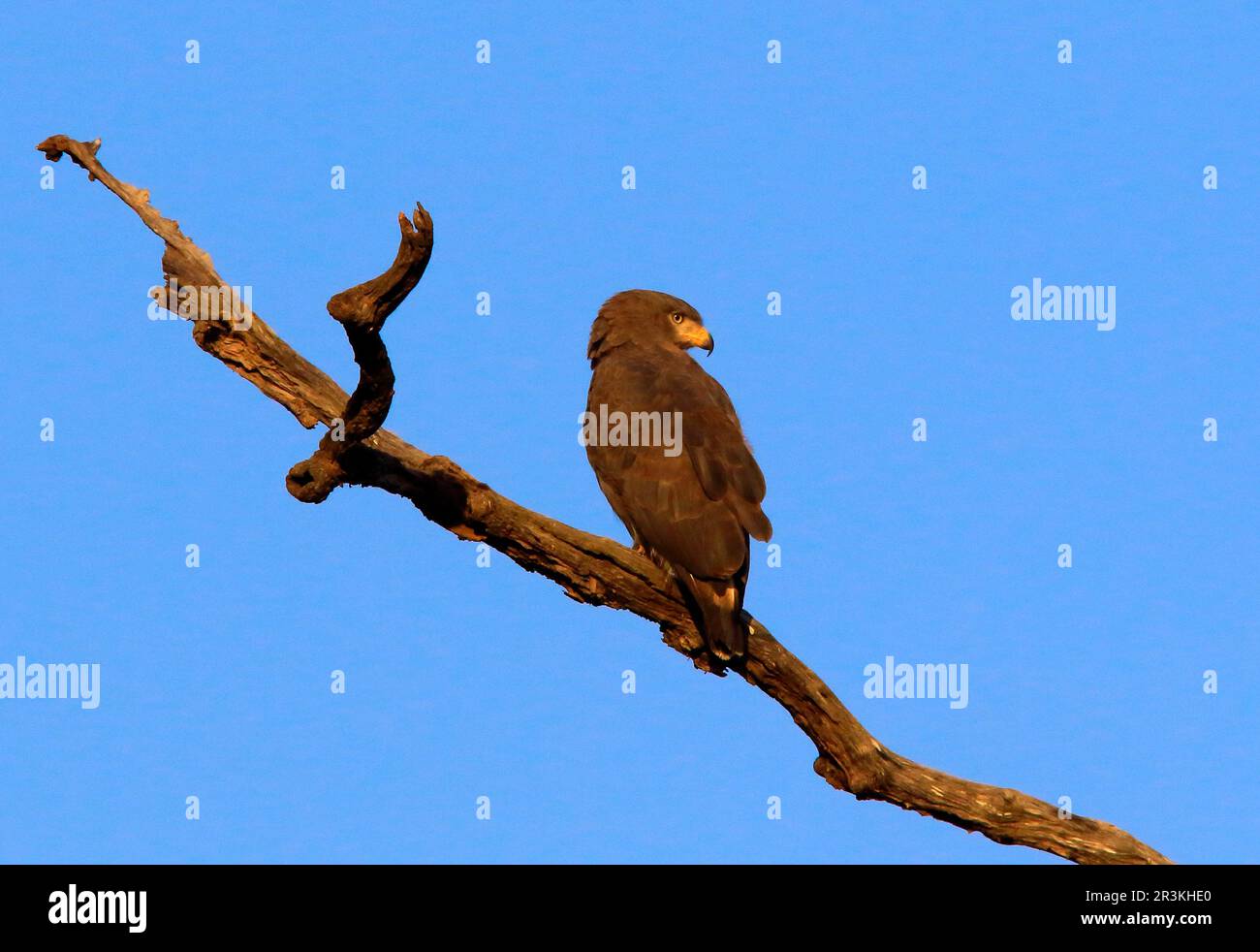 Western banded snake eagle (Circaetus cinerascens) on a branch ...