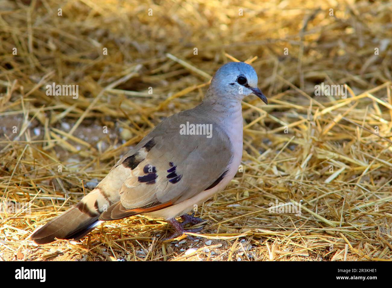 Black billed wood dove turtur abyssinicus hi-res stock photography and ...
