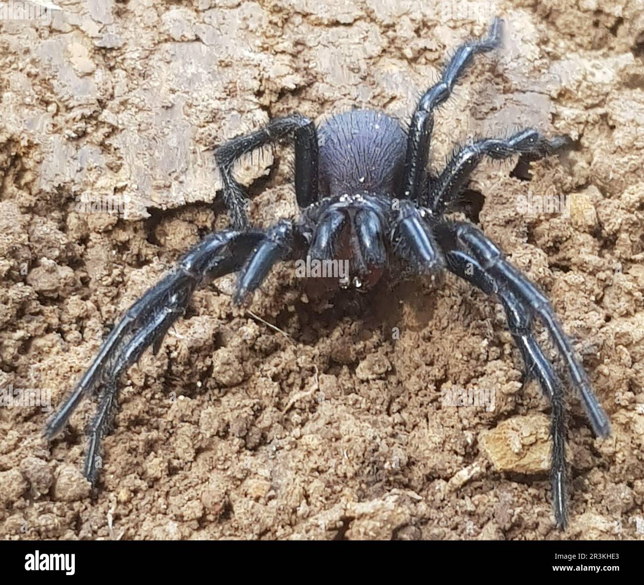 Funnel web spider and australia hi-res stock photography and images - Alamy