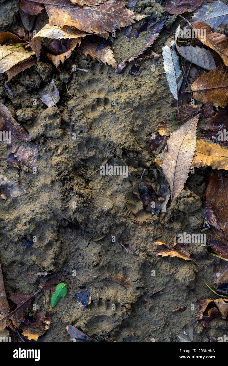 Traces of Eurasian Badger (Meles meles) in mud, France Stock Photo - Alamy
