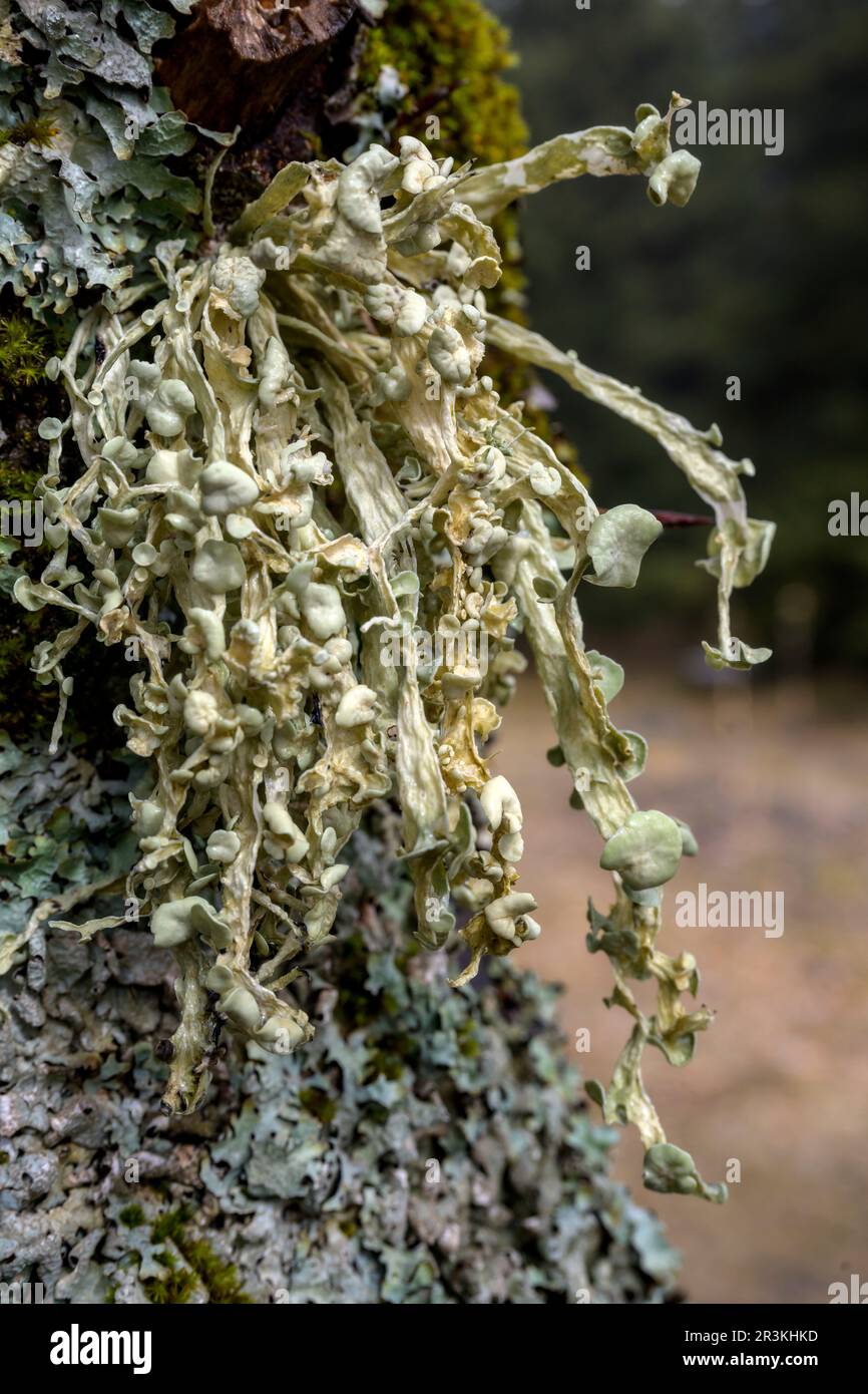 Cartilage lichen (Ramalina fraxinea) on a tree in the mountains ...