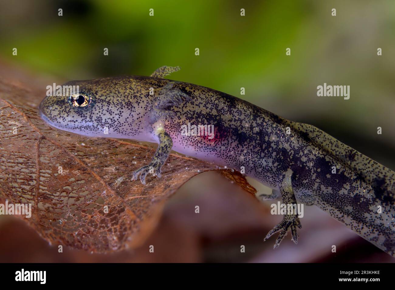 Speckled Salamander (Salamandra salamandra) larva. The gills are ...