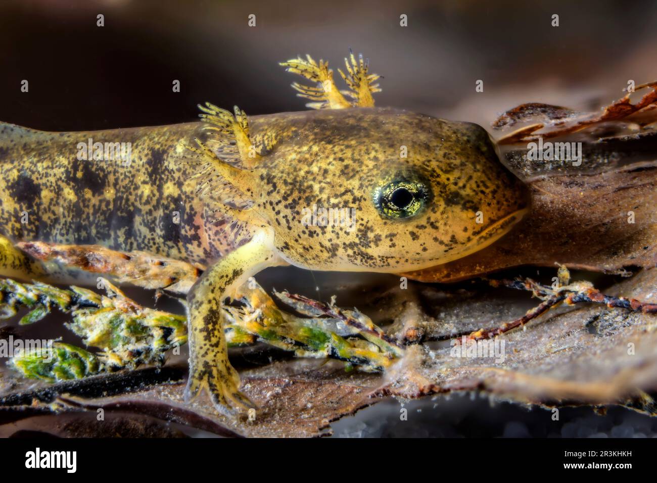 Speckled Salamander Salamandra Salamandra Larva The Gills Are Clearly Visible During The
