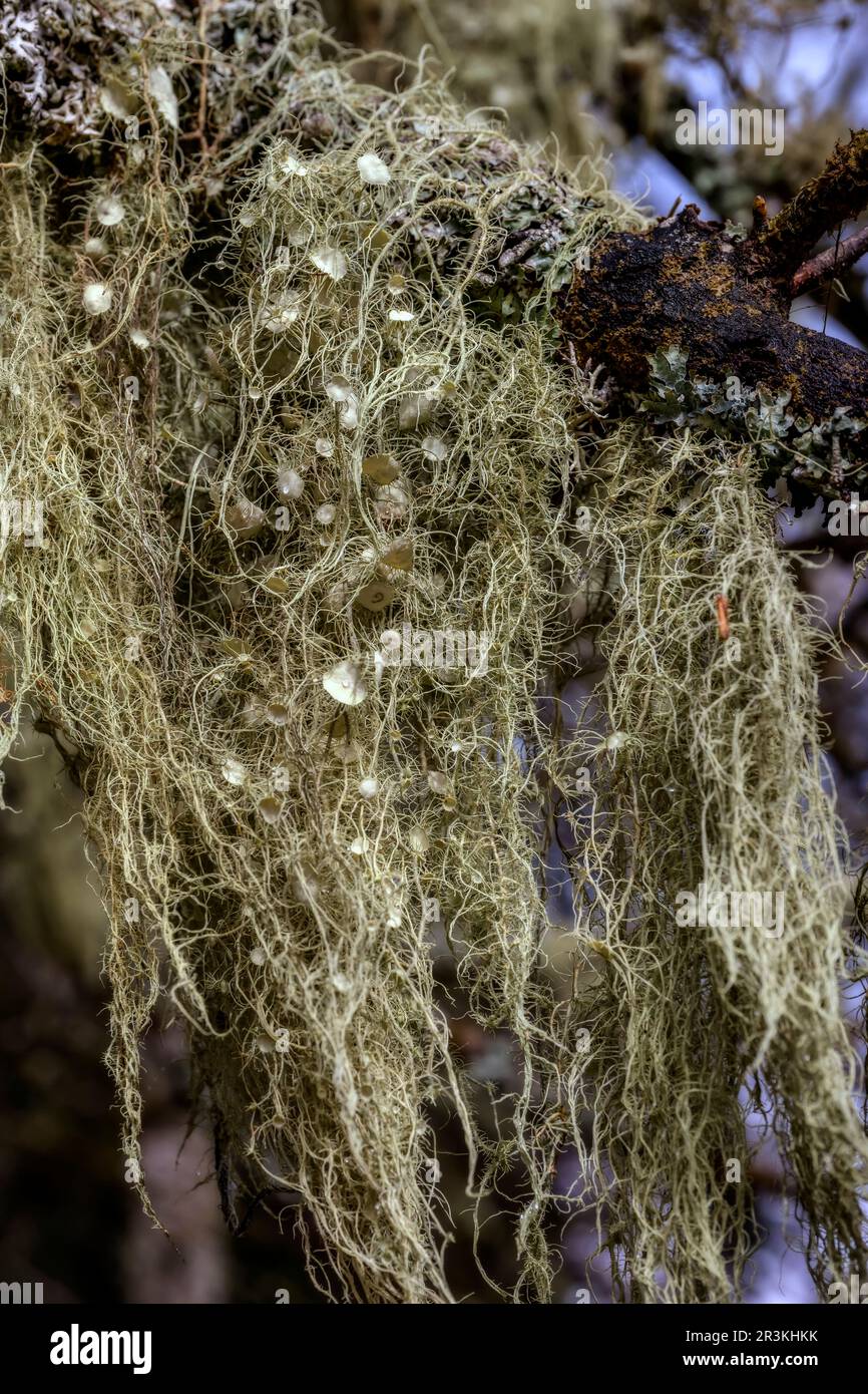 Usnea (Usnea florida) on a tree in the mountains, common species in the ...