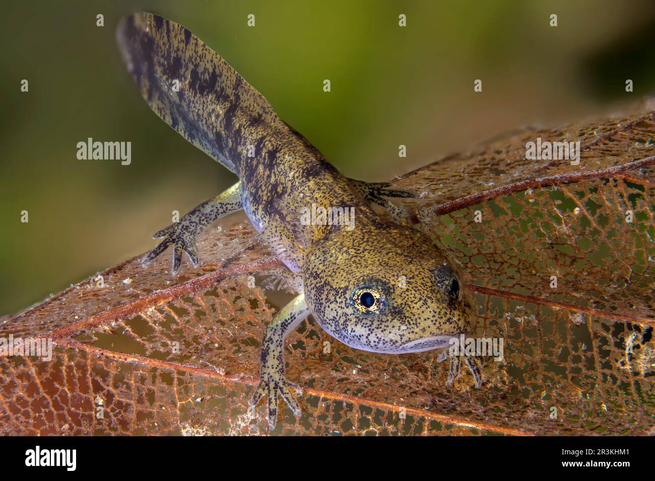 Speckled Salamander (Salamandra salamandra) larva. The gills are ...