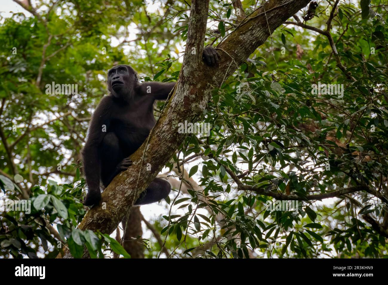 Western lowland gorilla (Gorilla gorilla gorilla) in tree. Odzala ... Western lowland gorilla (Gorilla gorilla gorilla) in tree. Odzala ...