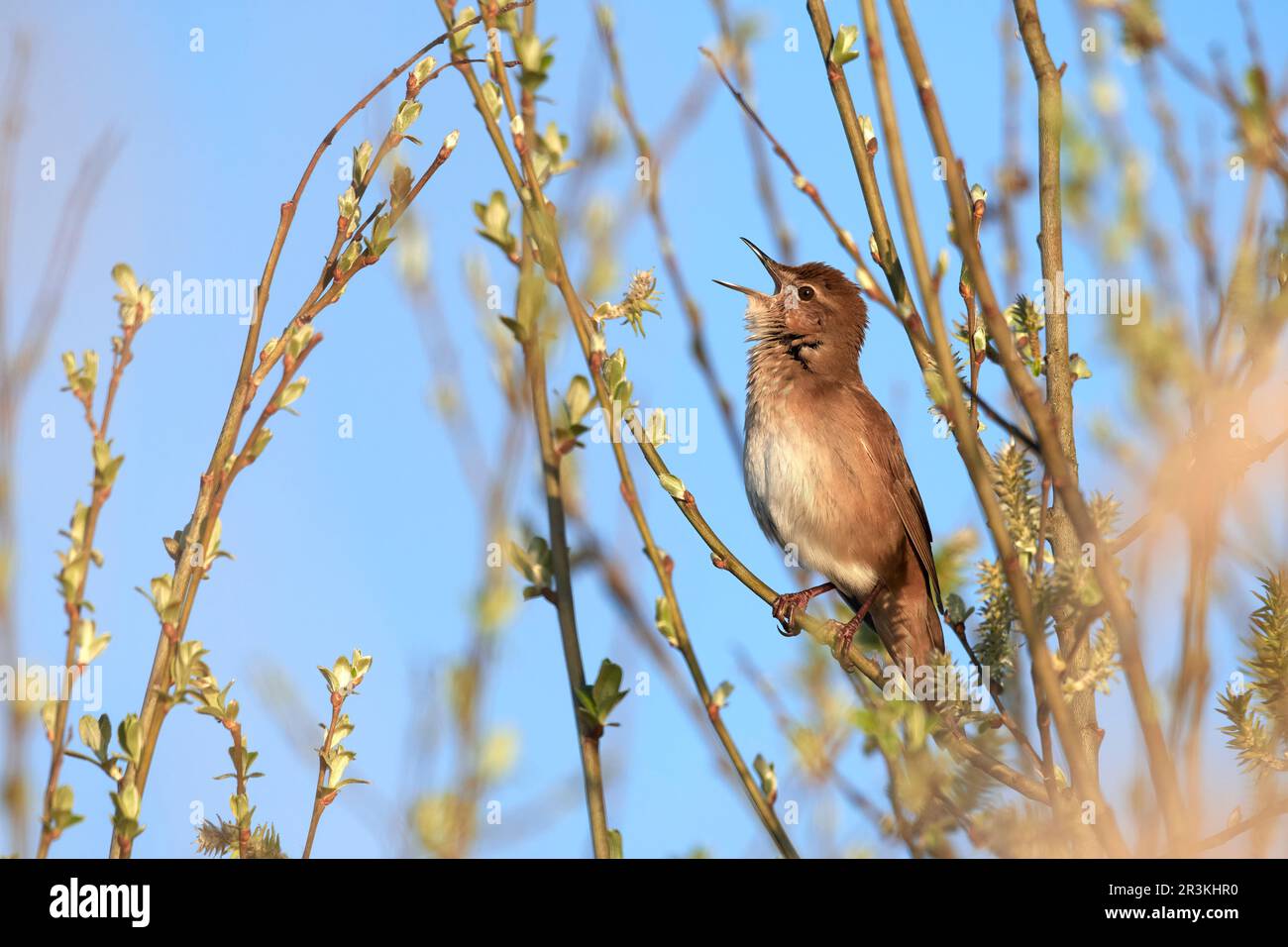 Savi's Warbler (Locustella luscinioides) singing on a shrub in a reed ...