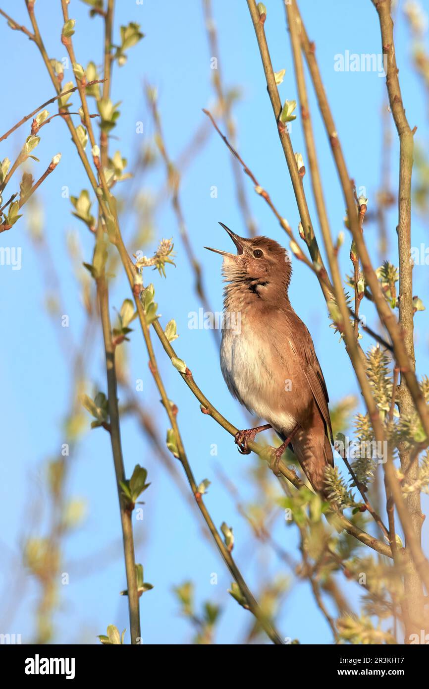 Savi's Warbler (Locustella luscinioides) singing on a shrub in a reed ...