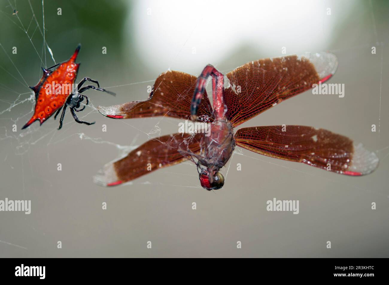 Crablike Spiny Orbweaver Spider (Gasteracantha cancriformis), on web ...