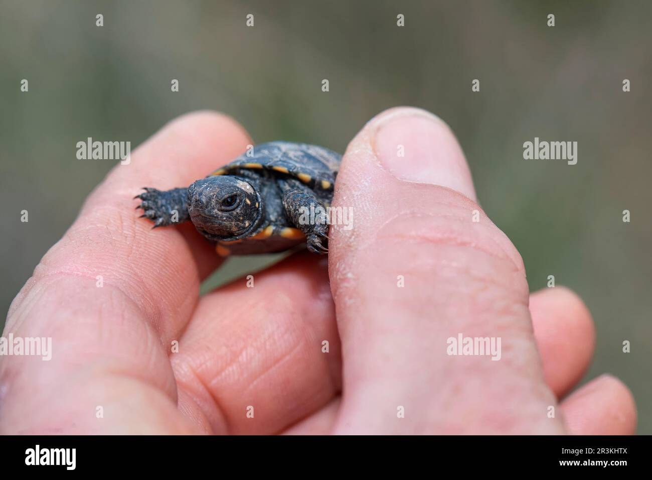 European pond turtle (Emys orbicularis) Measurement and weighing of a ...