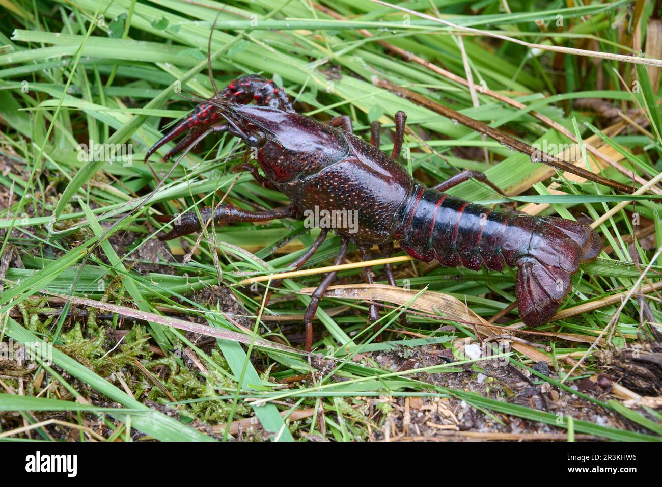 Red swamp crayfish (Procambarus clarkii) out following heavy rain in ...