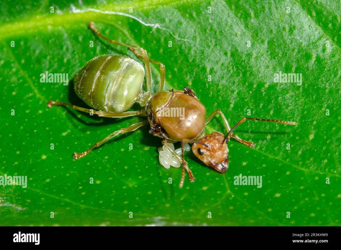 Green Tree Ant (Oecophylla smaragdina) queen with eggs on leaf ...
