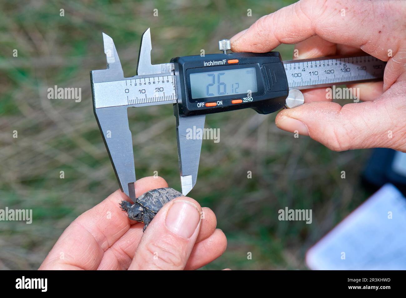 European pond turtle (Emys orbicularis) Measurement and weighing of a ...