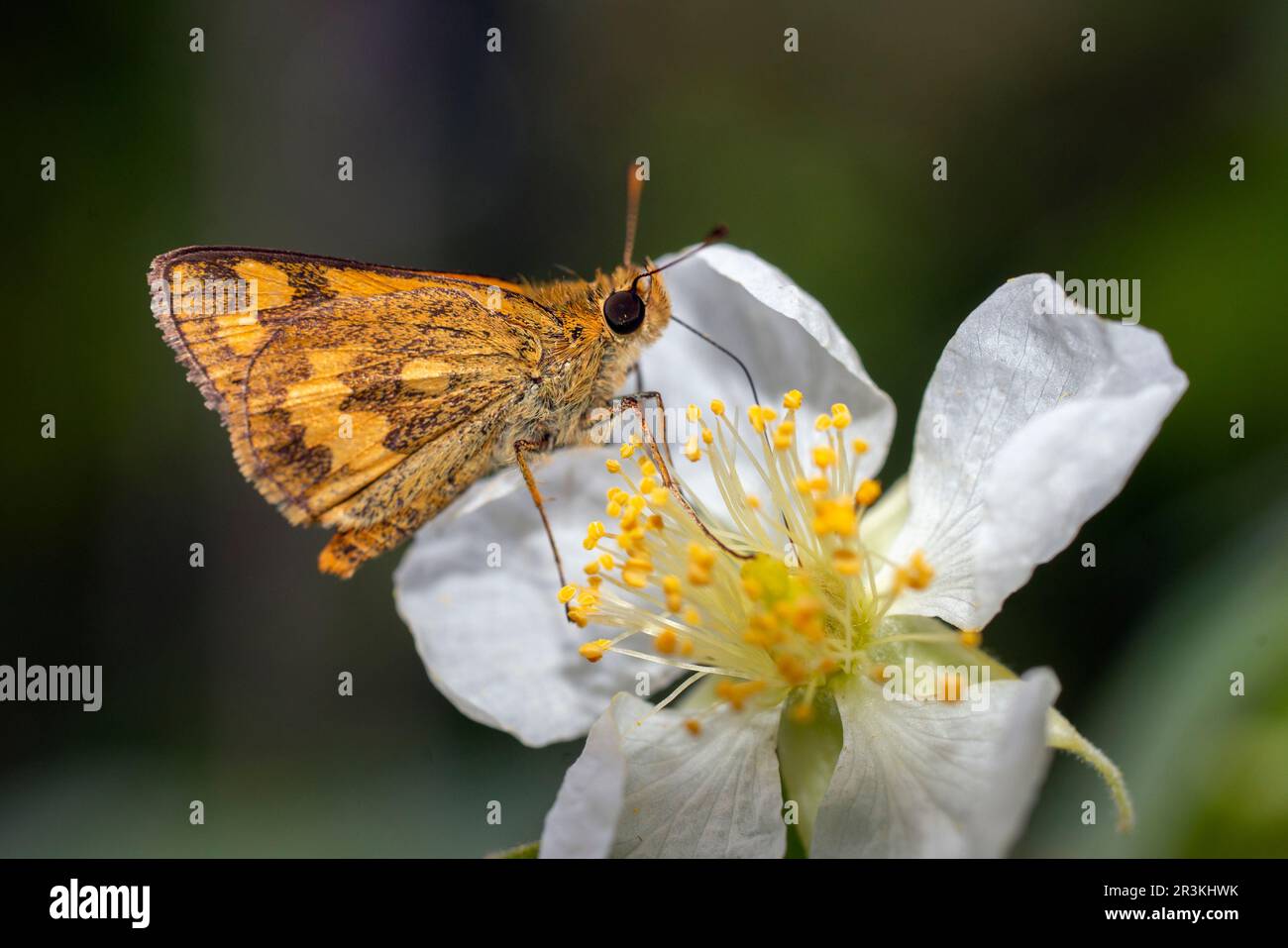 Large Dart (Potanthus serina) on flower, Klungkung, Bali, Indonesia ...