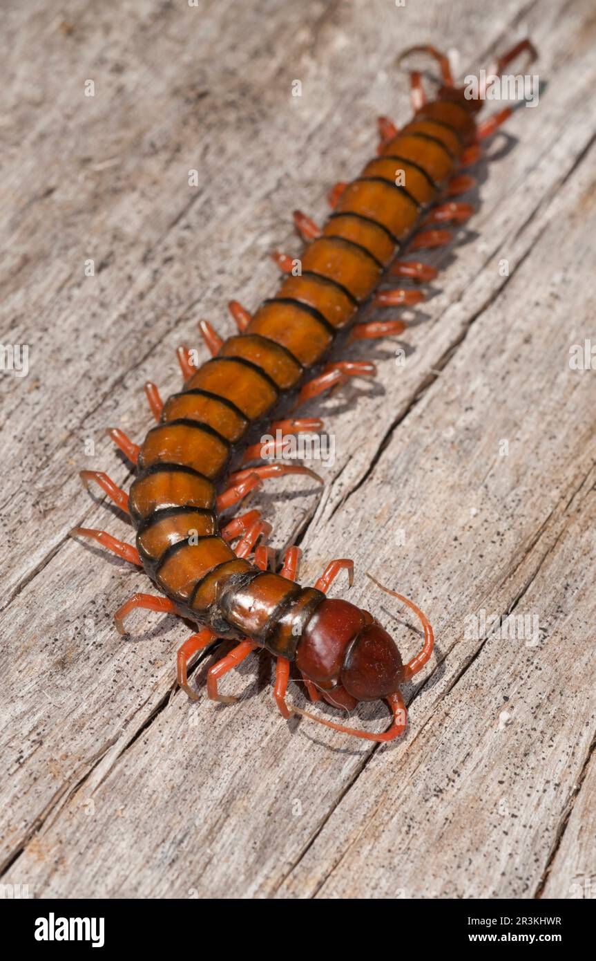 Chinese Red Head Centipede (Scolopendra subspinipes), Klungkung, Bali ...
