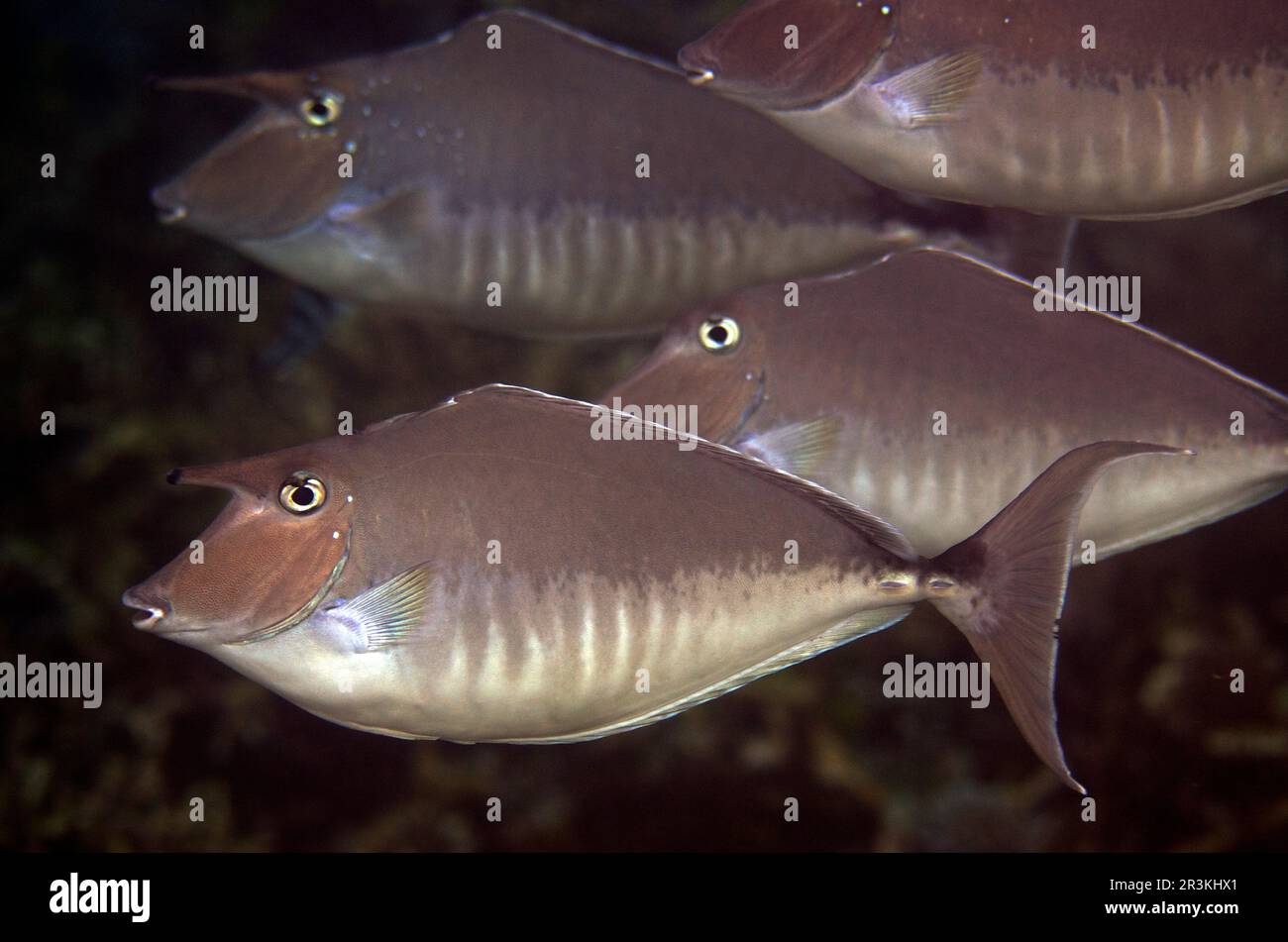 Humpback Unicornfish (Naso brachycentron), Dampier Strait, Raja Ampat ...
